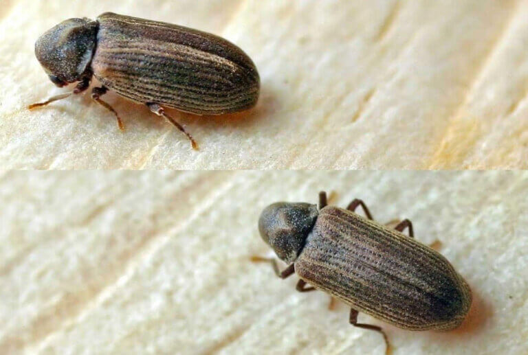 » Houtworm herkennen: hoe doe je dat