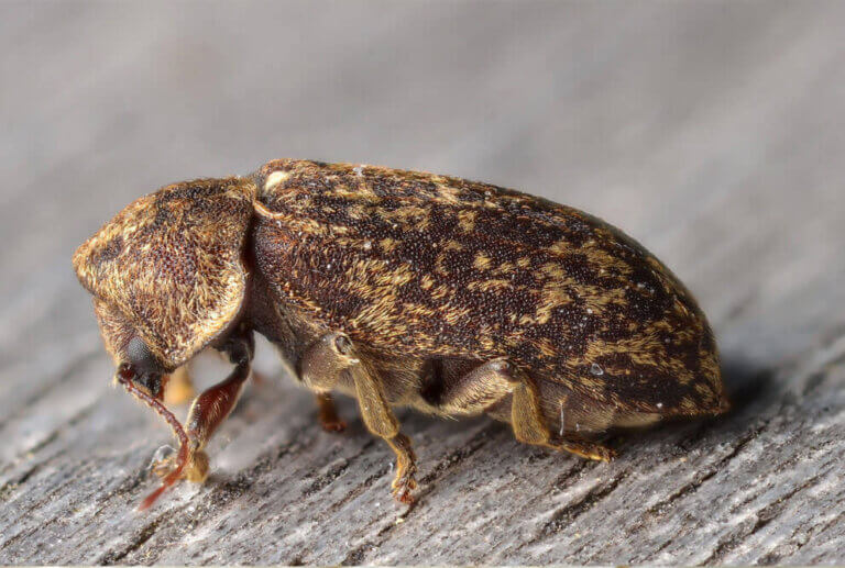 » Technieken van houtworm bestrijden